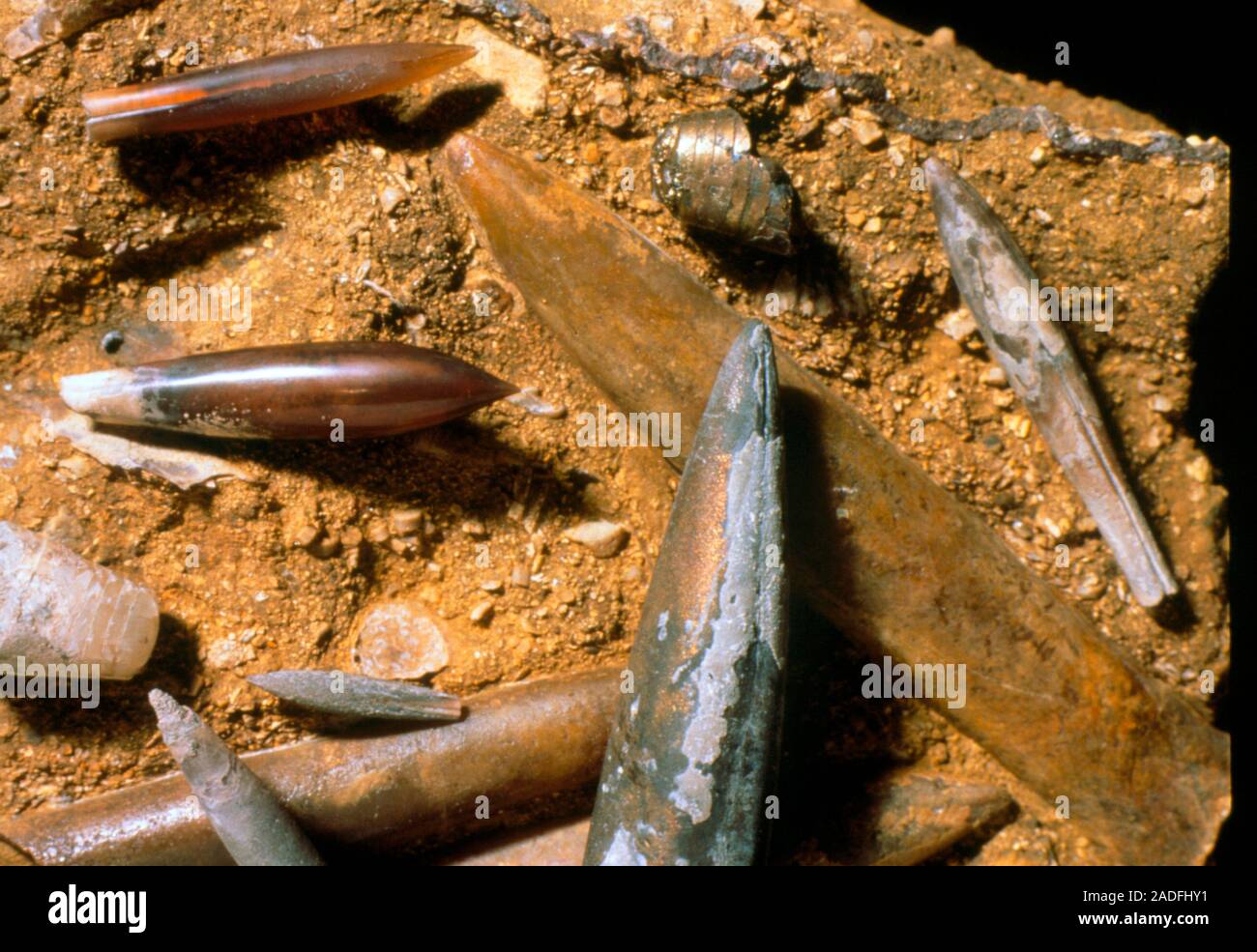 Assorted belemnite fossils. The belemnites are a group of extinct ...