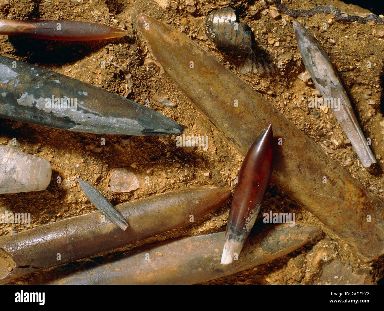 Assorted belemnite fossils. The belemnites are a group of extinct ...