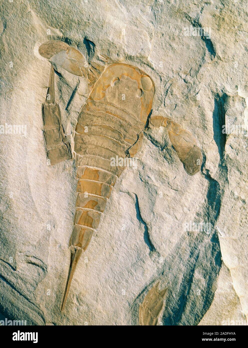 Fossil of a sea scorpion, Eurypterus remipes, from the late Siliurian ...