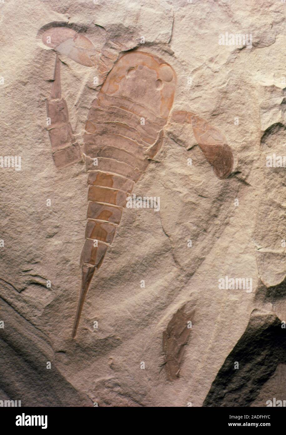 Fossil of a sea scorpion, Eurypterus remipes, from the late Siliurian ...