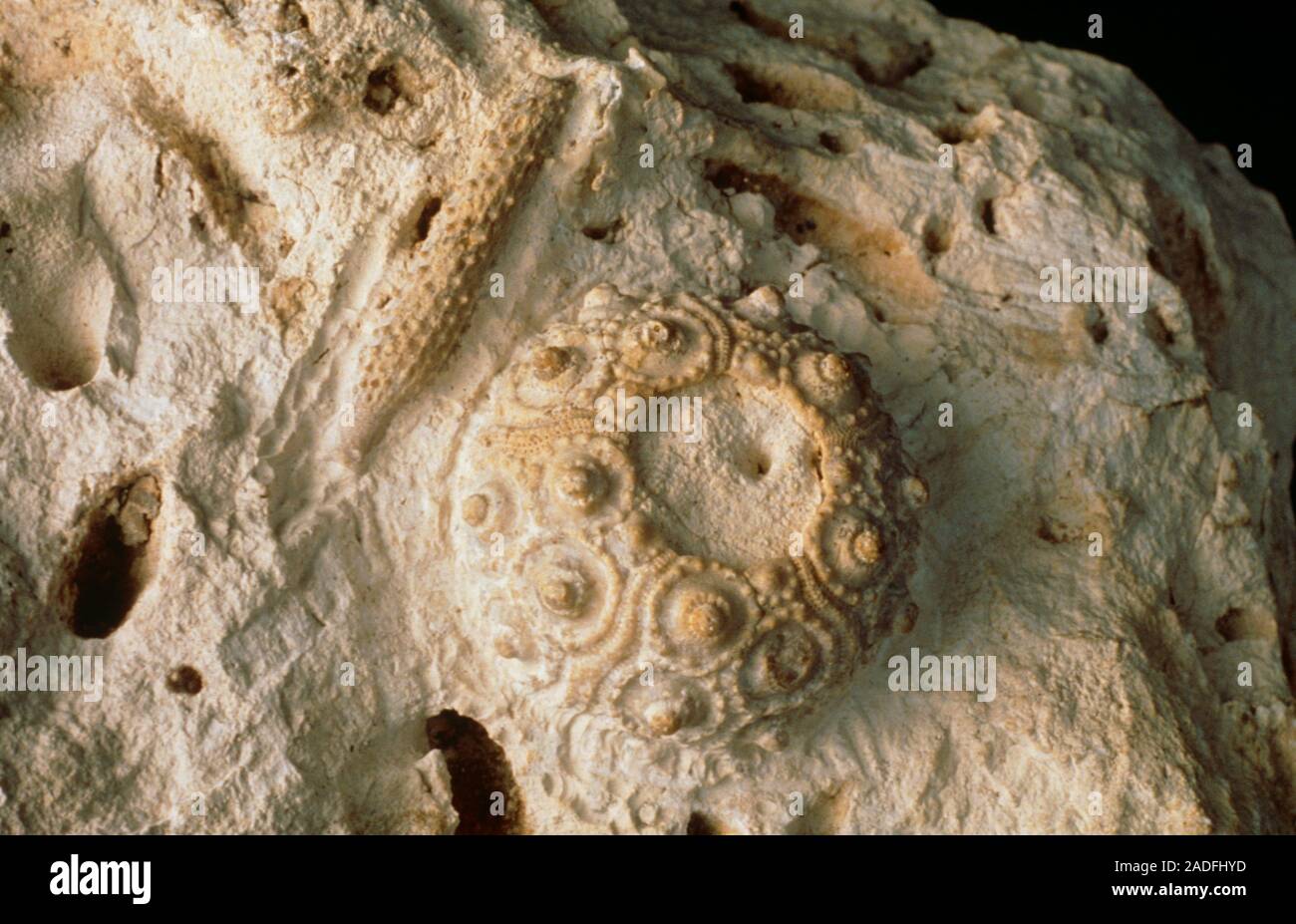 Fossilised sea urchin, Cidaris sp., from the Upper Cretaceous period ...
