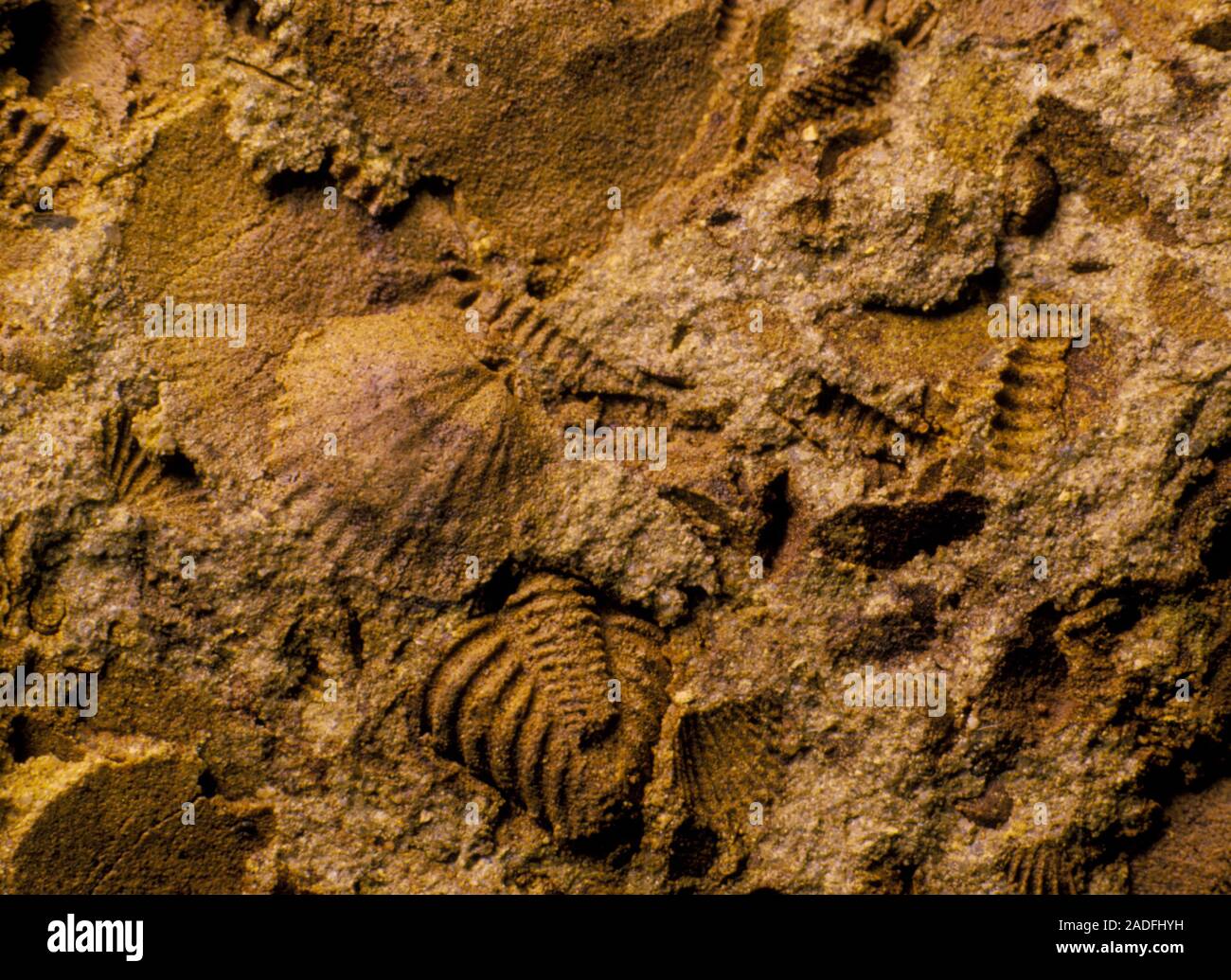 A mixed assemblage of fossils from the Silurian Period (435-395 million ...