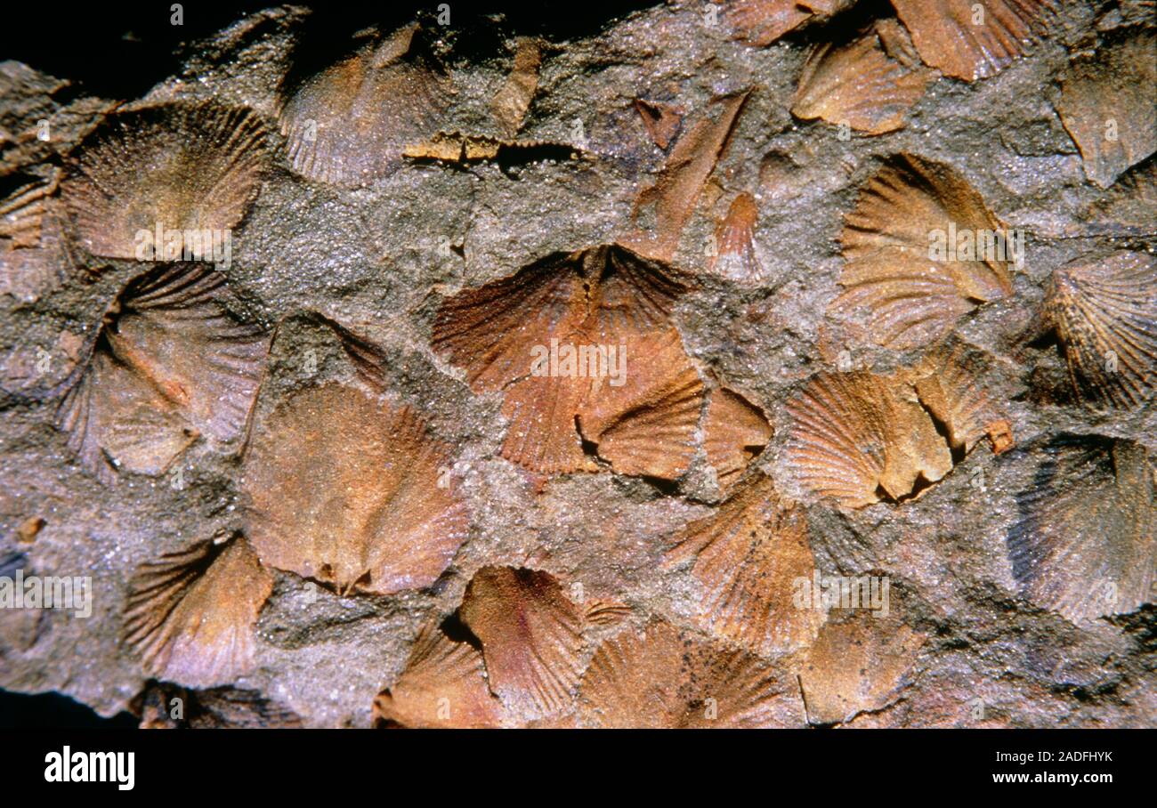 Group of fossil brachiopods, Dalmanella sp., from the Ordovician Period ...