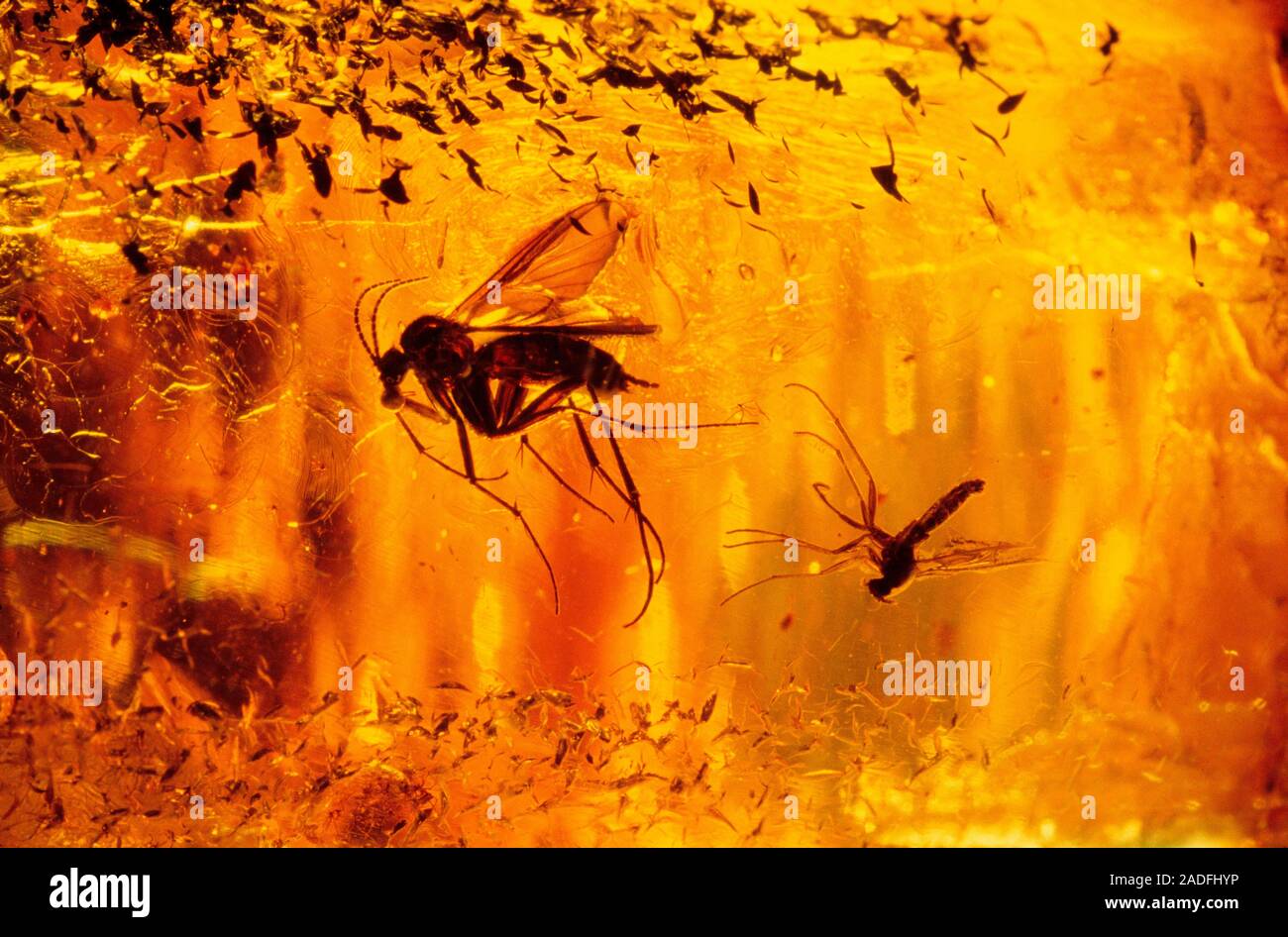 Macrophotograph of a fossilized fly (Diptera) embedded in Baltic amber ...