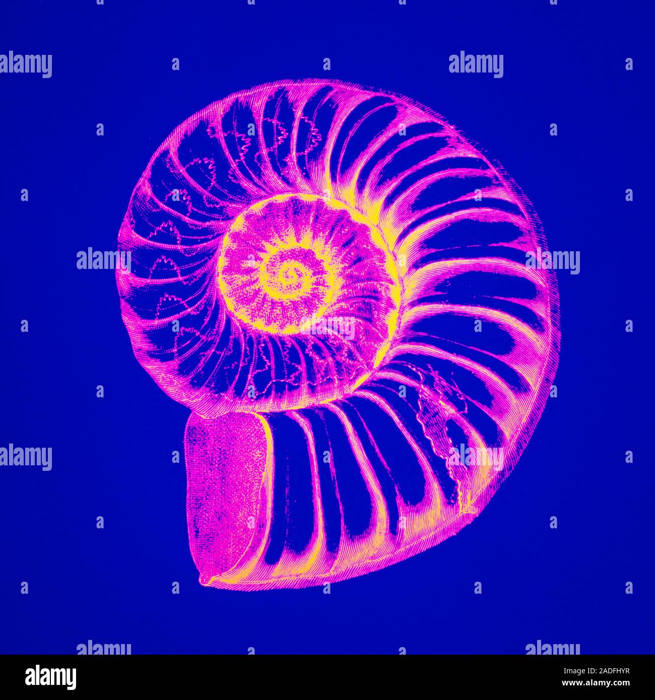 A false-coloured engraving of an ammonite fossil. Ammonites are extinct ...