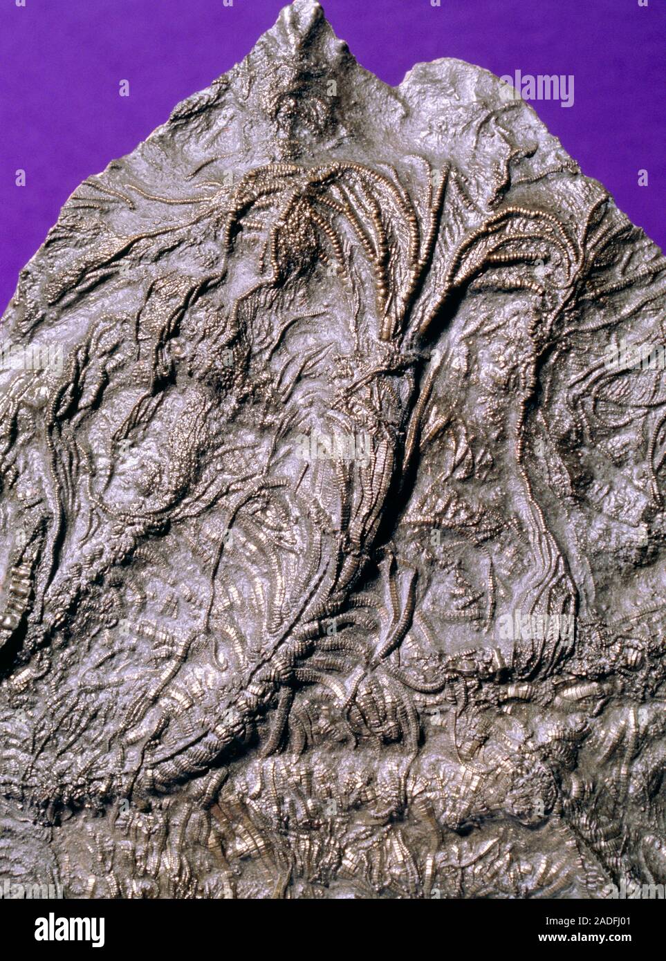 A fossil crinoid, Pentacrinites fossilis, showing the stem with ...