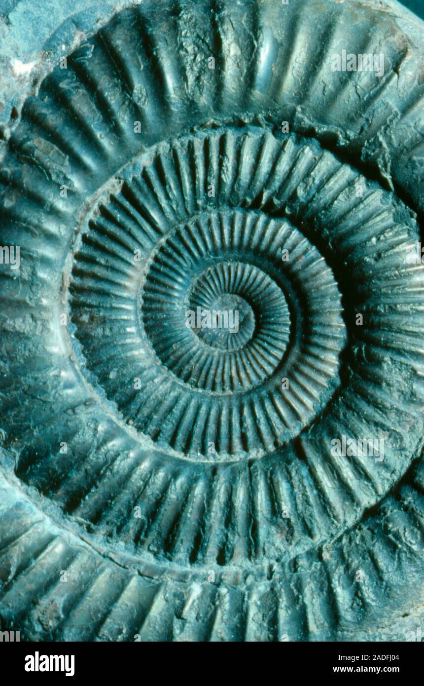 An ammonite fossil. Ammonites are extinct molluscs of the class ...