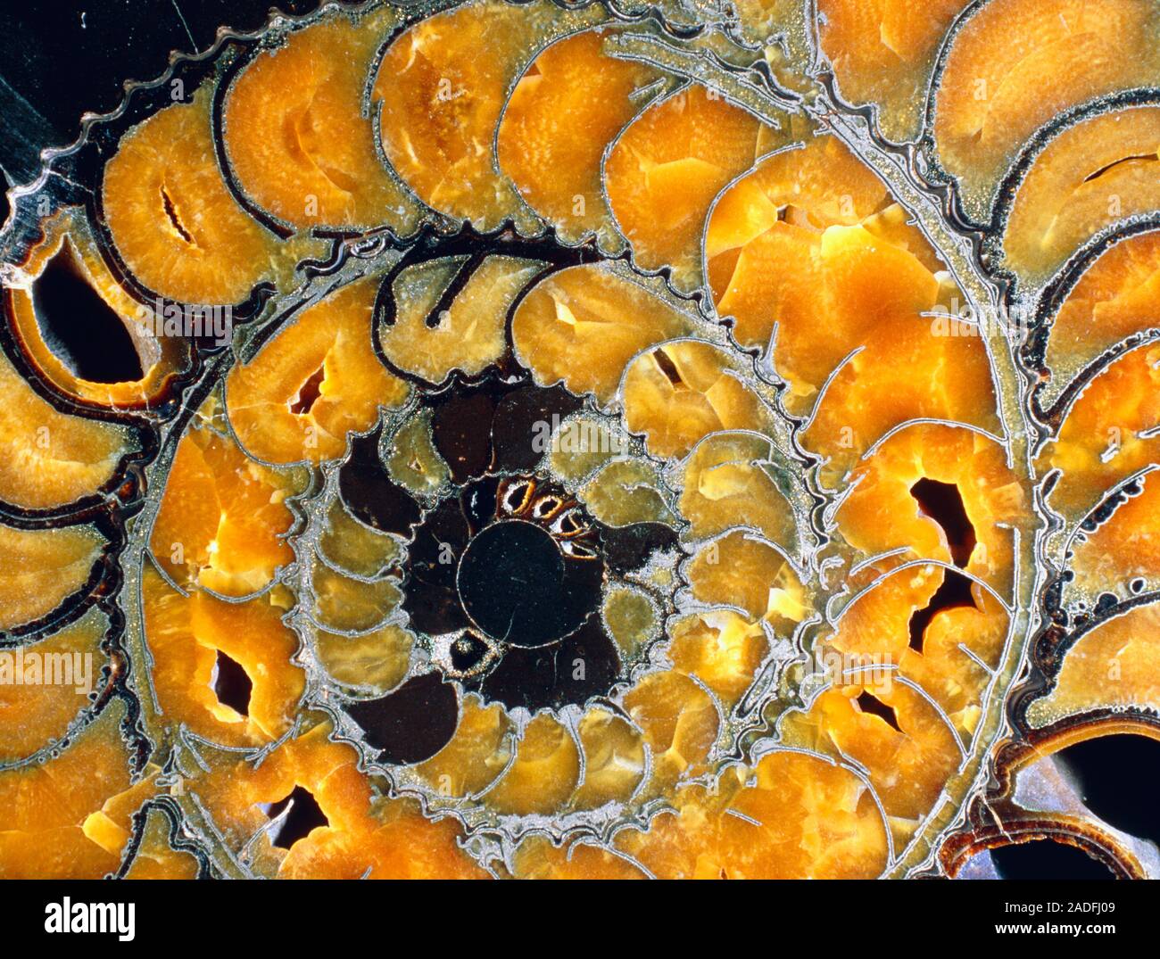 A fossilized ammonite which has been sectioned and polished to reveal ...