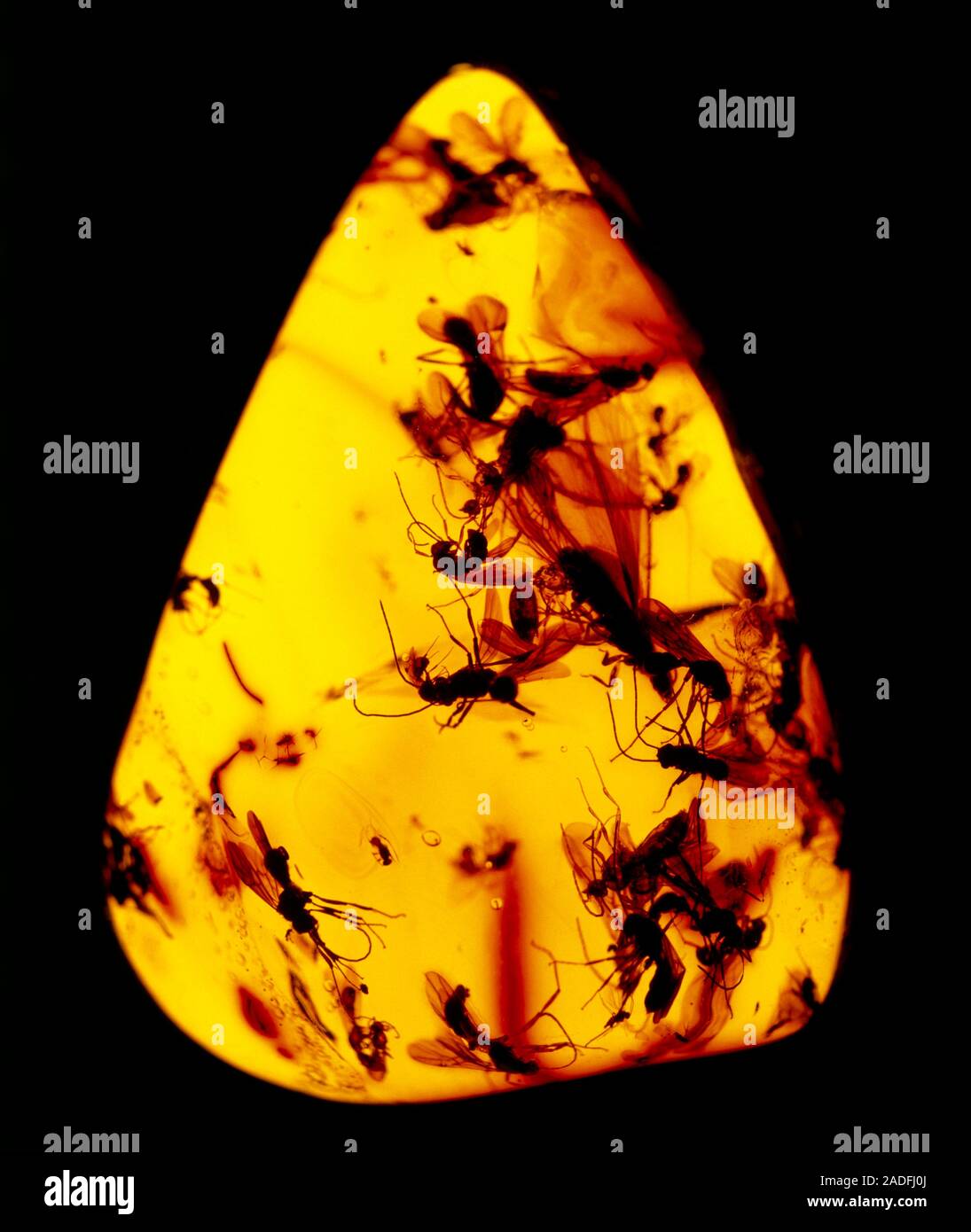 Fossil insects in amber. Macrophotograph of fossilised insects (family ...