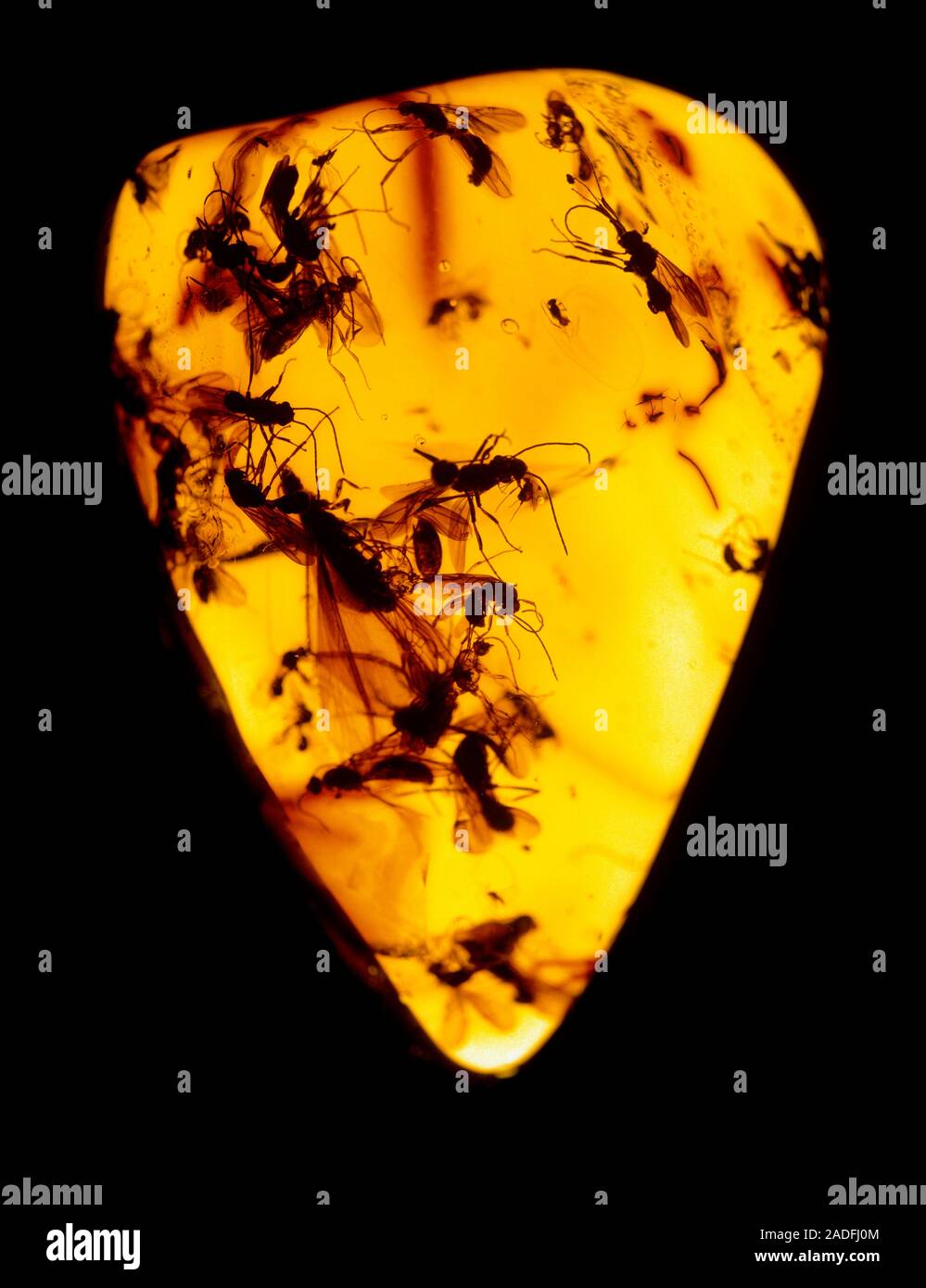 Fossil insects in amber. Macrophotograph of fossilised insects (family ...