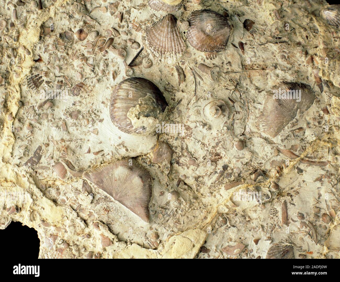 Brachiopods Fossil Brachiopod Shells From The Silurian Period 435 395