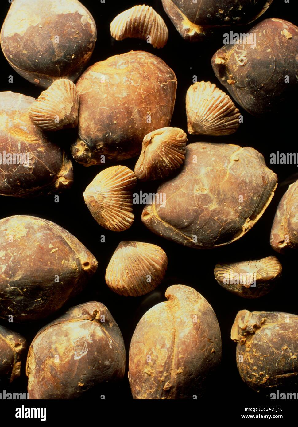 Brachiopods. Assemblage of fossil brachiopod shells from the Jurassic ...