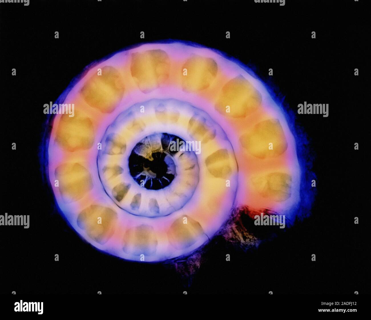 Ammonite shell. Coloured X-ray of a fossil ammonite showing the spiral ...