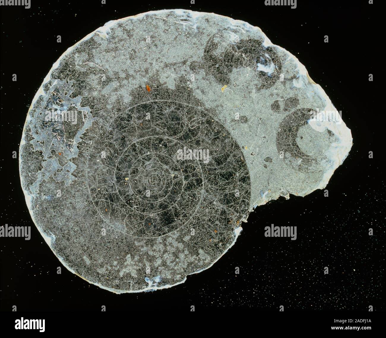 Ammonite fossil. Fossilised shell of the ammonite Hudsonoceras proetum ...