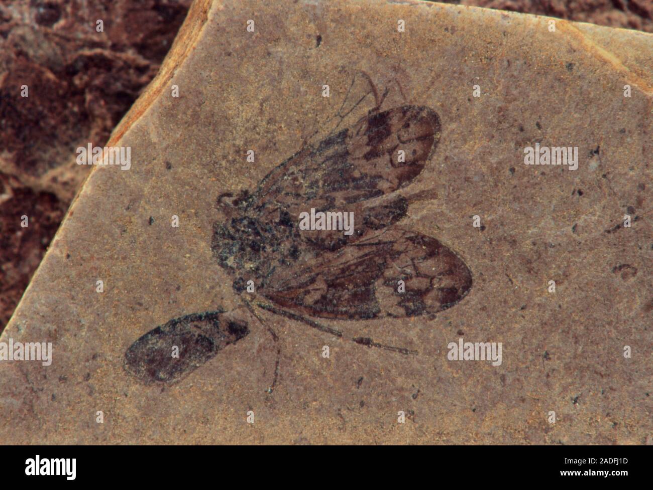Fossil moth. A fossilized moth preserved in mud- stone. Fossilization ...