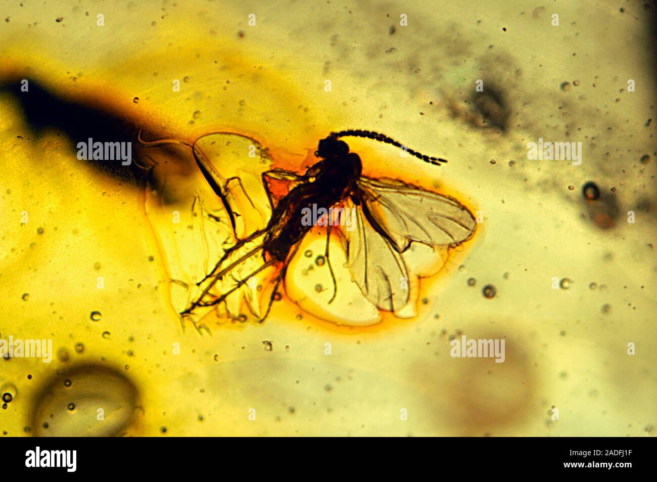 Fossil gnat in amber. A dark-winged fungus gnat (family Sciaridae ...