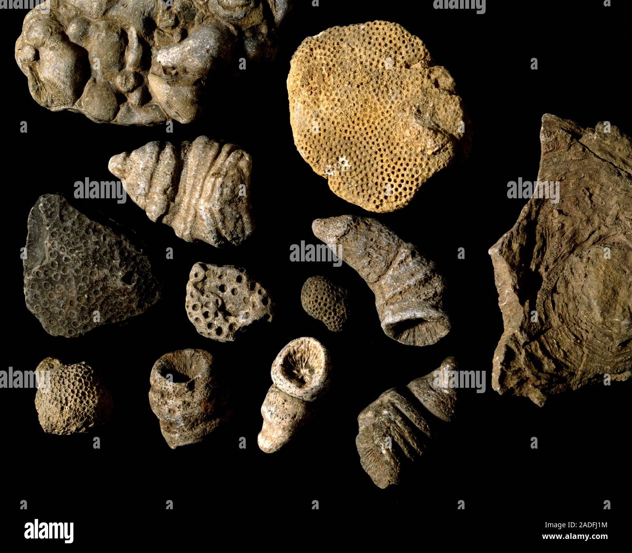 Fossil corals. Assorted specimens of fossilized corals, now extinct ...