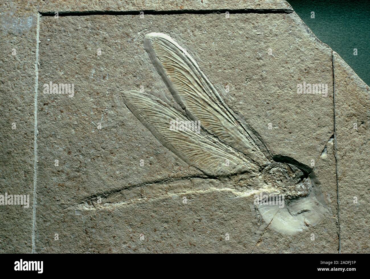 Fossil dragonfly. A fossilized dragonfly preserved in rock ...