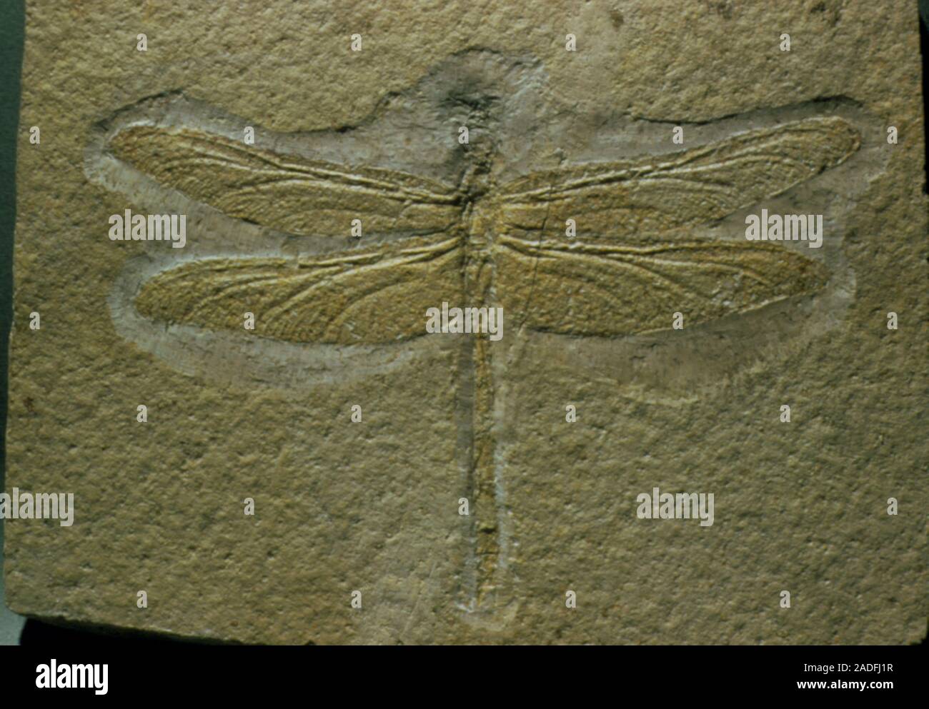 Fossil dragonfly. A fossilized dragonfly preserved in rock ...