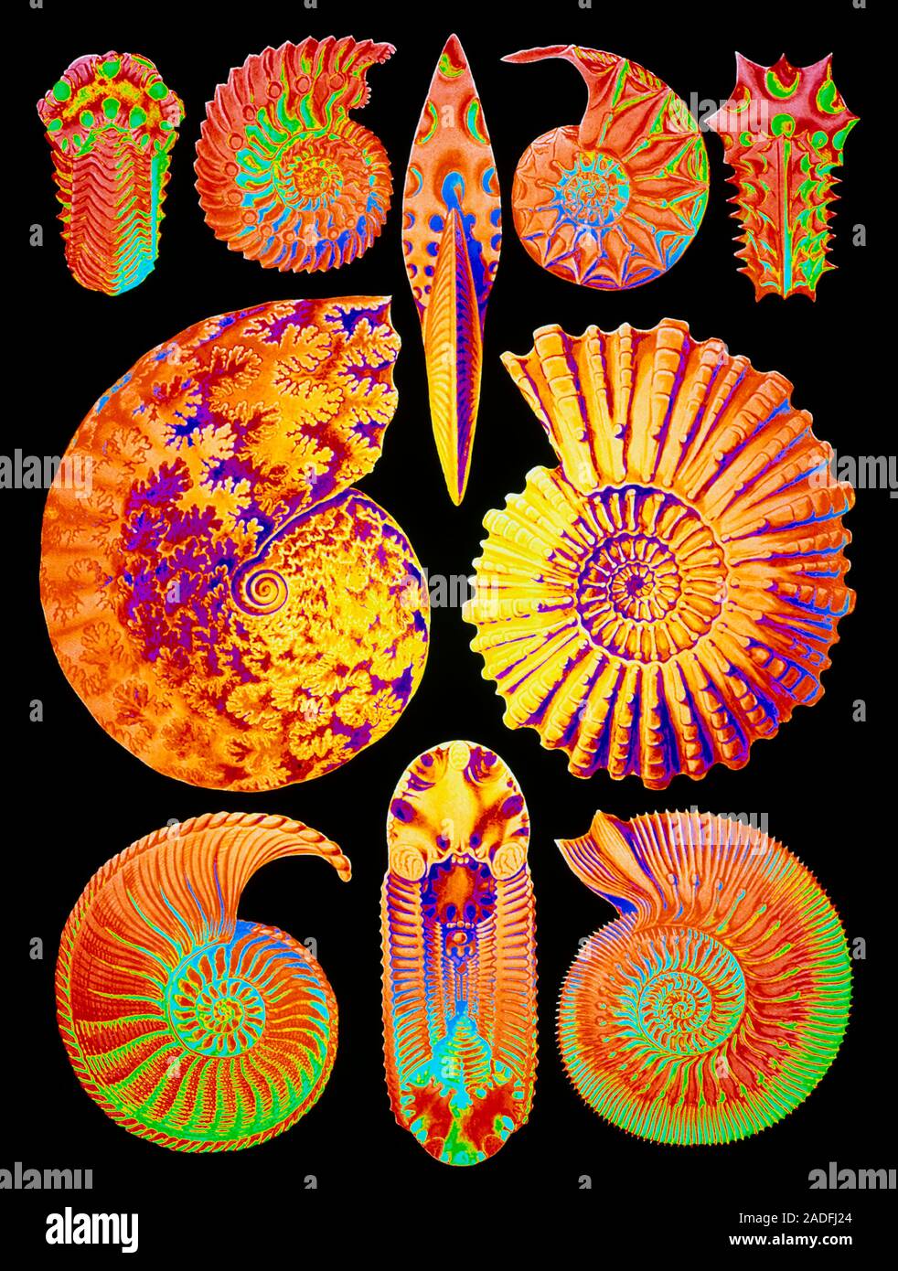 Ammonite shells. Computer-enhanced engraving of an assortment of ...