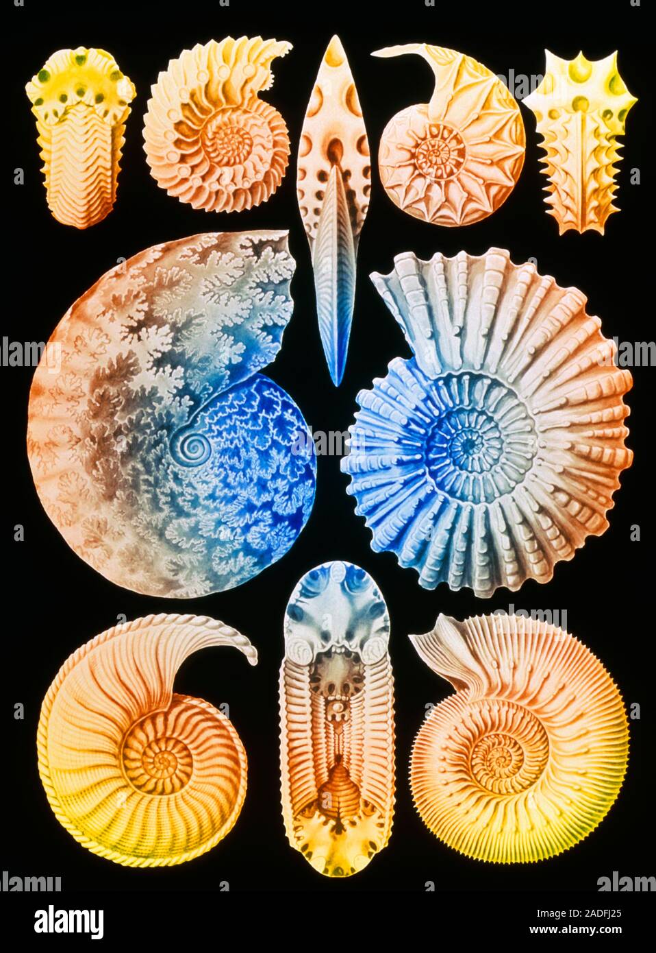 Ammonite shells. Computer-enhanced engraving of an assortment of ...
