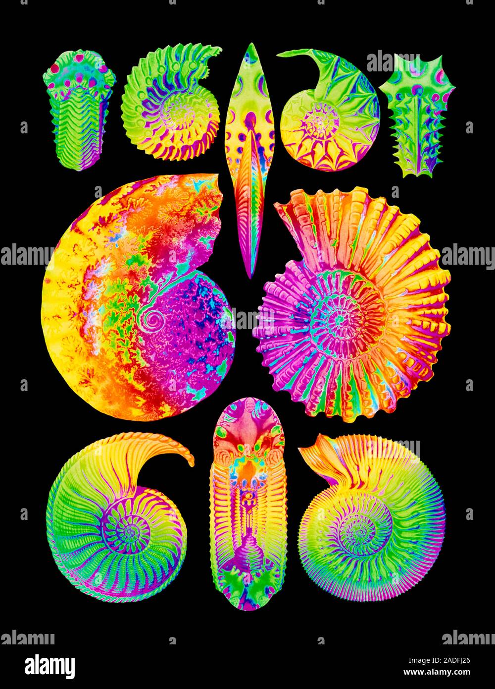 Ammonite shells. Computer-enhanced engraving of an assortment of ...