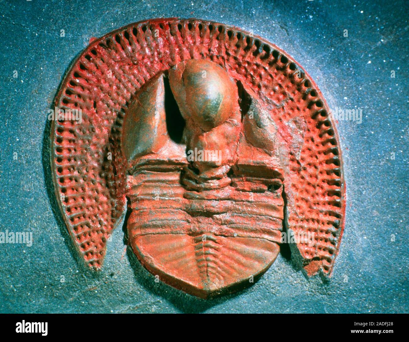 Trilobite. Fossil trilobite, Nankinolithus sp., from the Ordovician ...