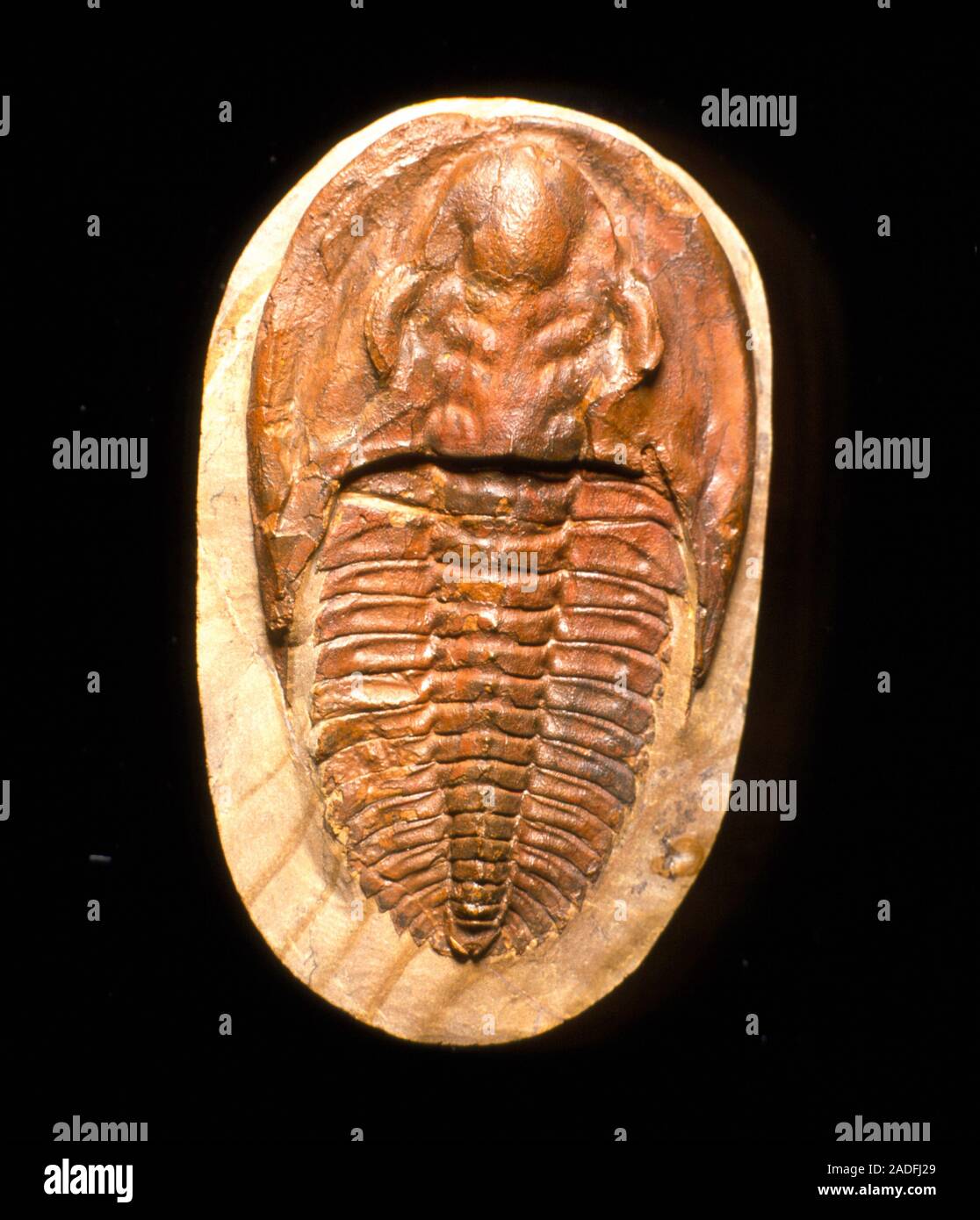 Trilobite. Fossil trilobite, Callaria sp., from the Cambrian period ...