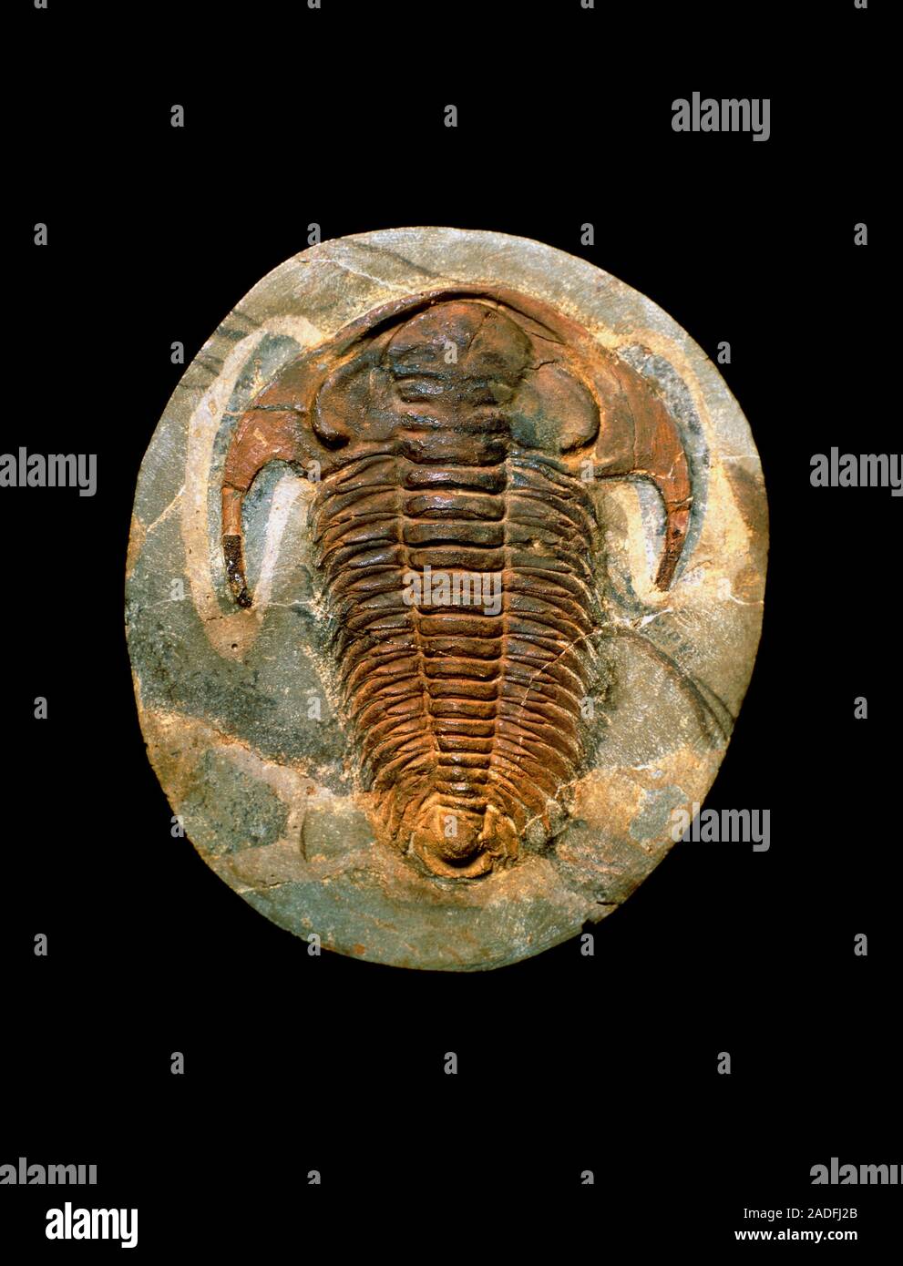 Trilobite. Fossil trilobite (Acadoparadoxides briareus) from the Middle ...