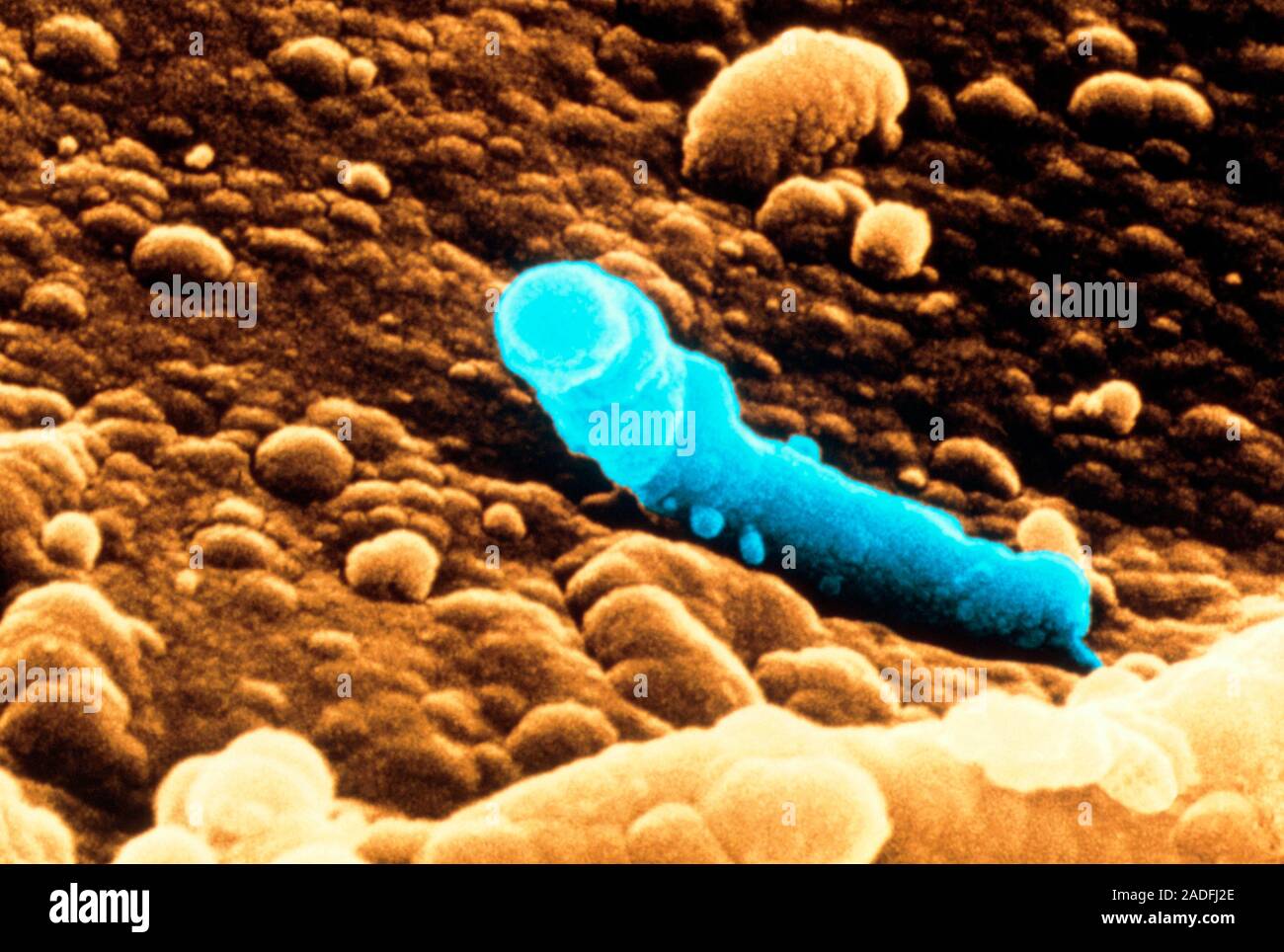 Fossilised filamentous bacteria. Coloured Scanning Electron Micrograph ...