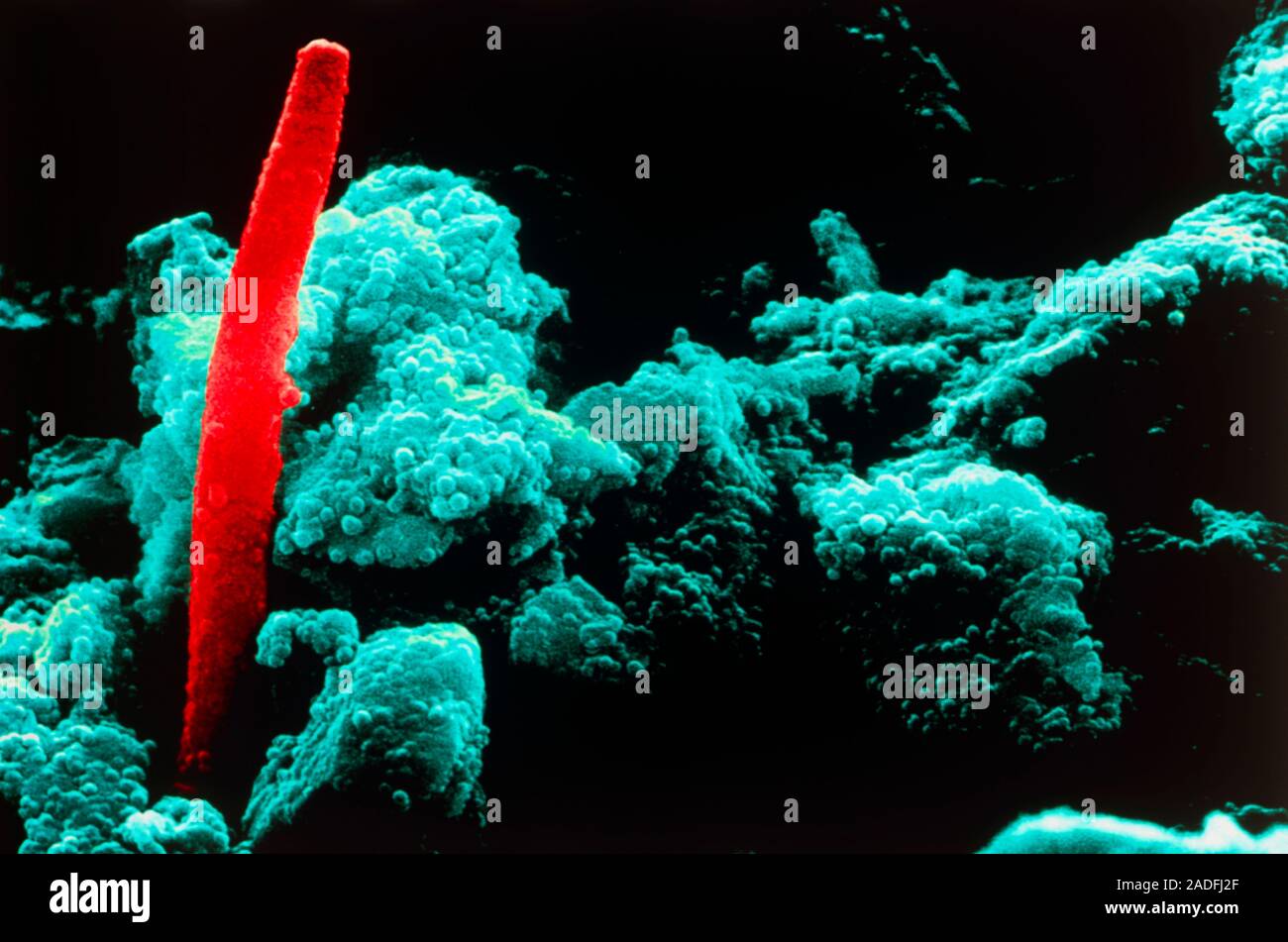 Fossilised filamentous bacteria. Coloured Scanning Electron Micrograph ...