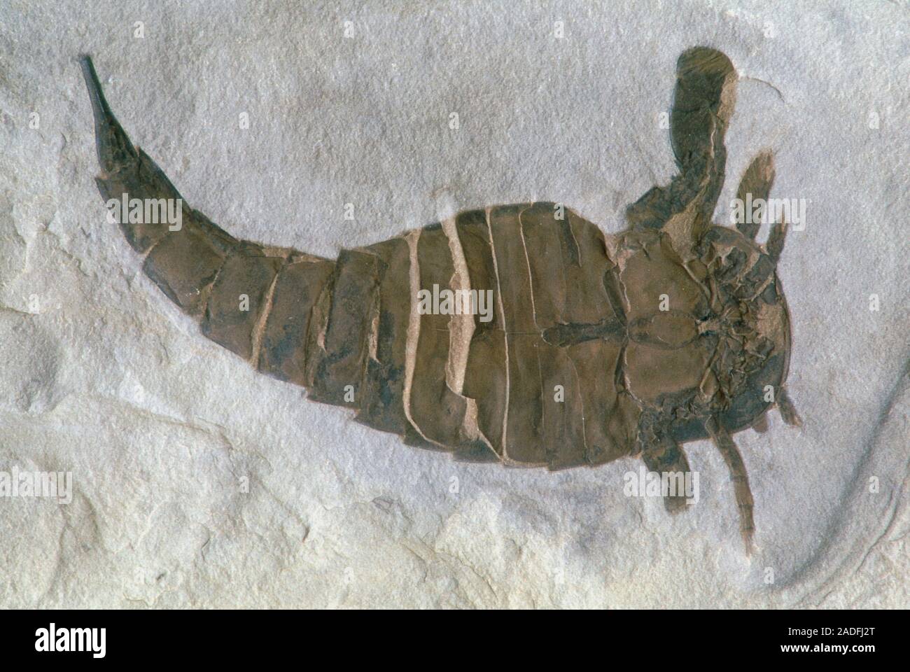 Fossil sea scorpion or eurypterid in a mudstone deposit. Sea scorpions ...