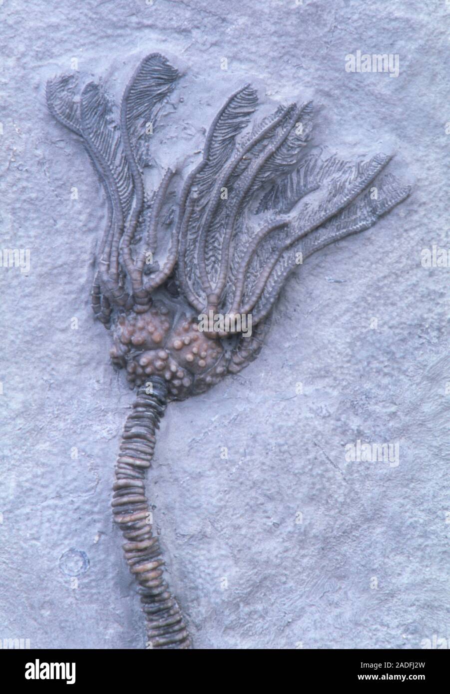 Fossil Crinoid Or Sea Lily In A Mudstone Deposit The Crinoids Are Marine Echinoderms Dating