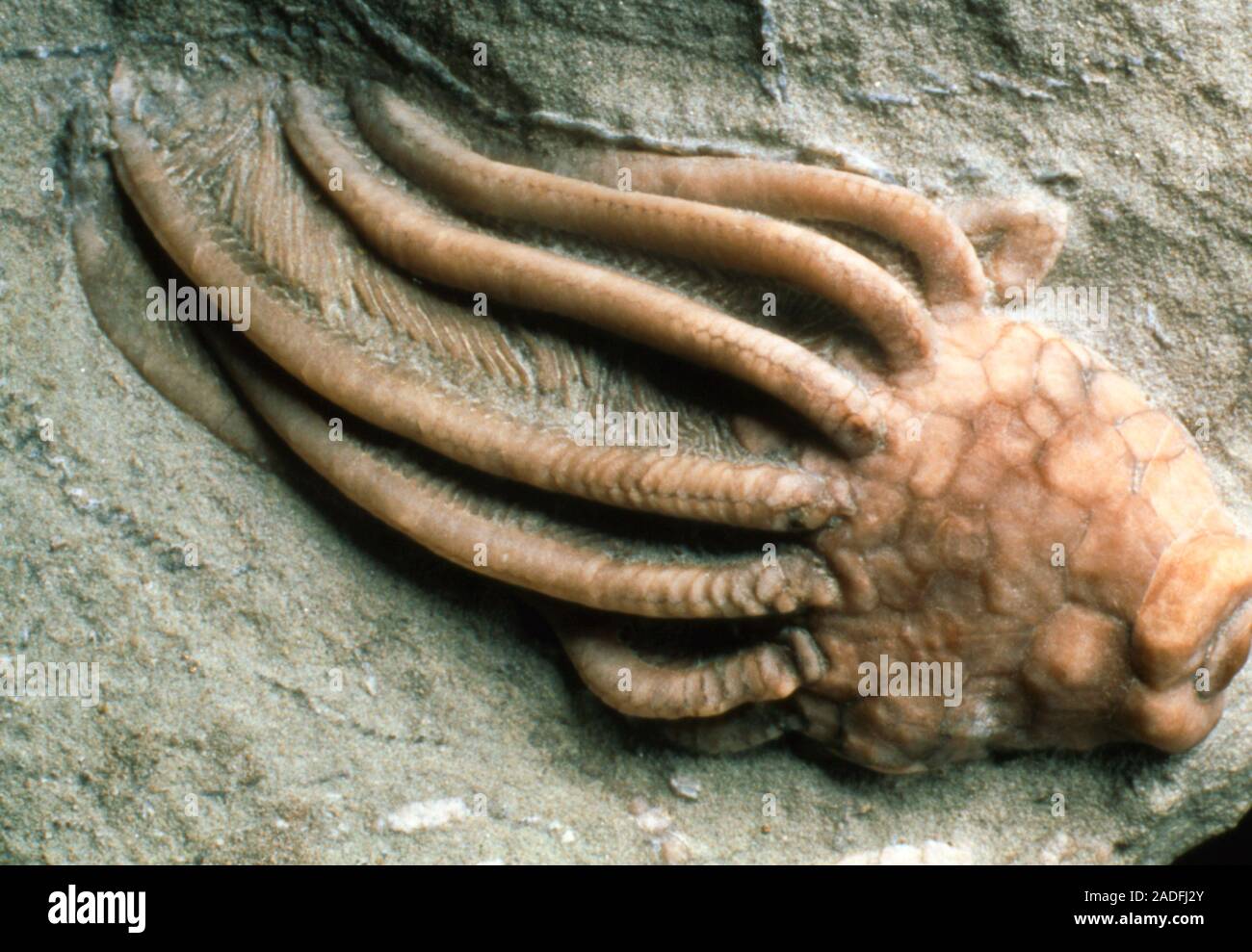 Fossil crinoid. Close-up of a fossilized crinoid from rocks of the ...