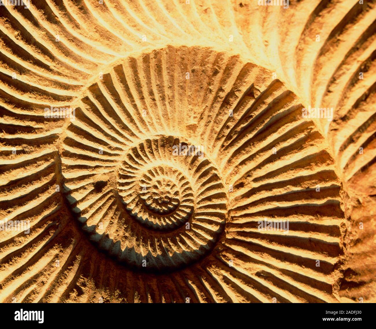 Ammonite. Fossilised spiral shell of an ammonite, an extinct squid-like ...