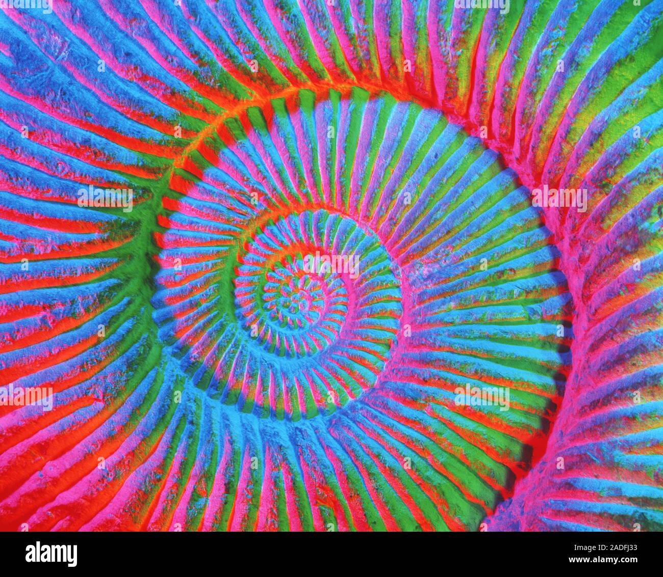 Ammonite. Coloured image of a fossilised ammonite, an extinct squid ...