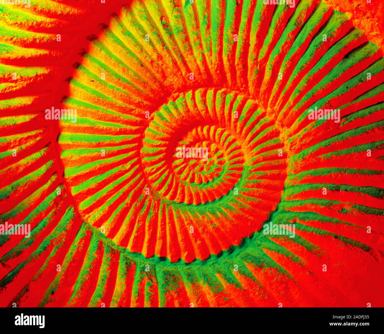 Ammonite. Coloured image of a fossilised ammonite, an extinct squid ...