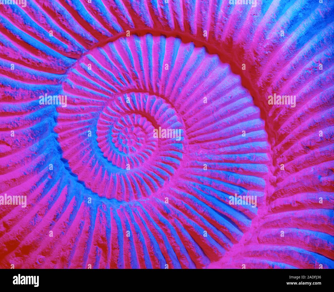Ammonite. Coloured image of a fossilised ammonite, an extinct squid ...