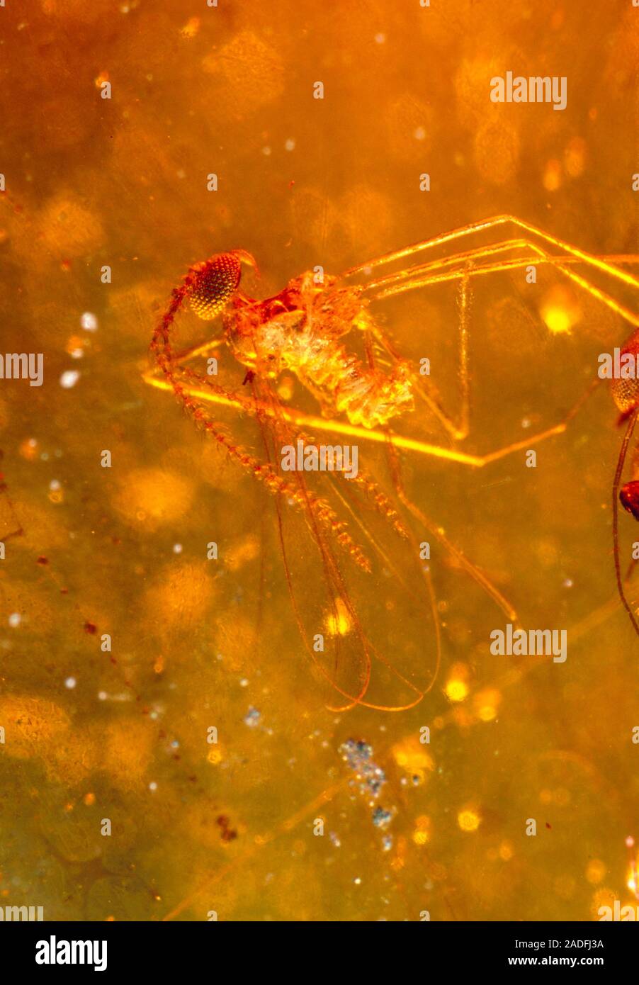 Insect in amber. Fossilized insect embedded in amber. Amber is ...