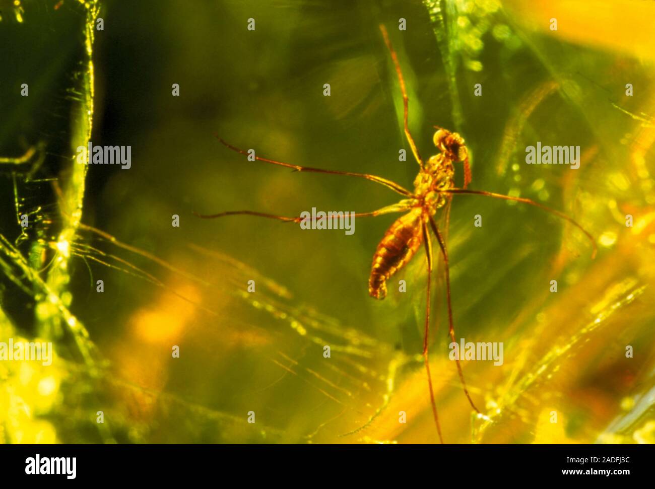 Insect in amber. Fossilized insect embedded in amber. Amber is ...