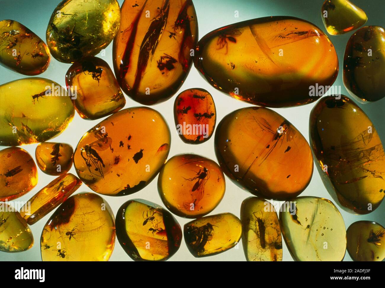 Insects in amber. Fossilized insects embedded in pieces of amber. Amber ...
