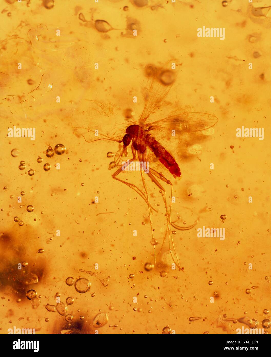 Mosquito in amber. Fossilized mosquito (Family: Culicidae) embedded in ...