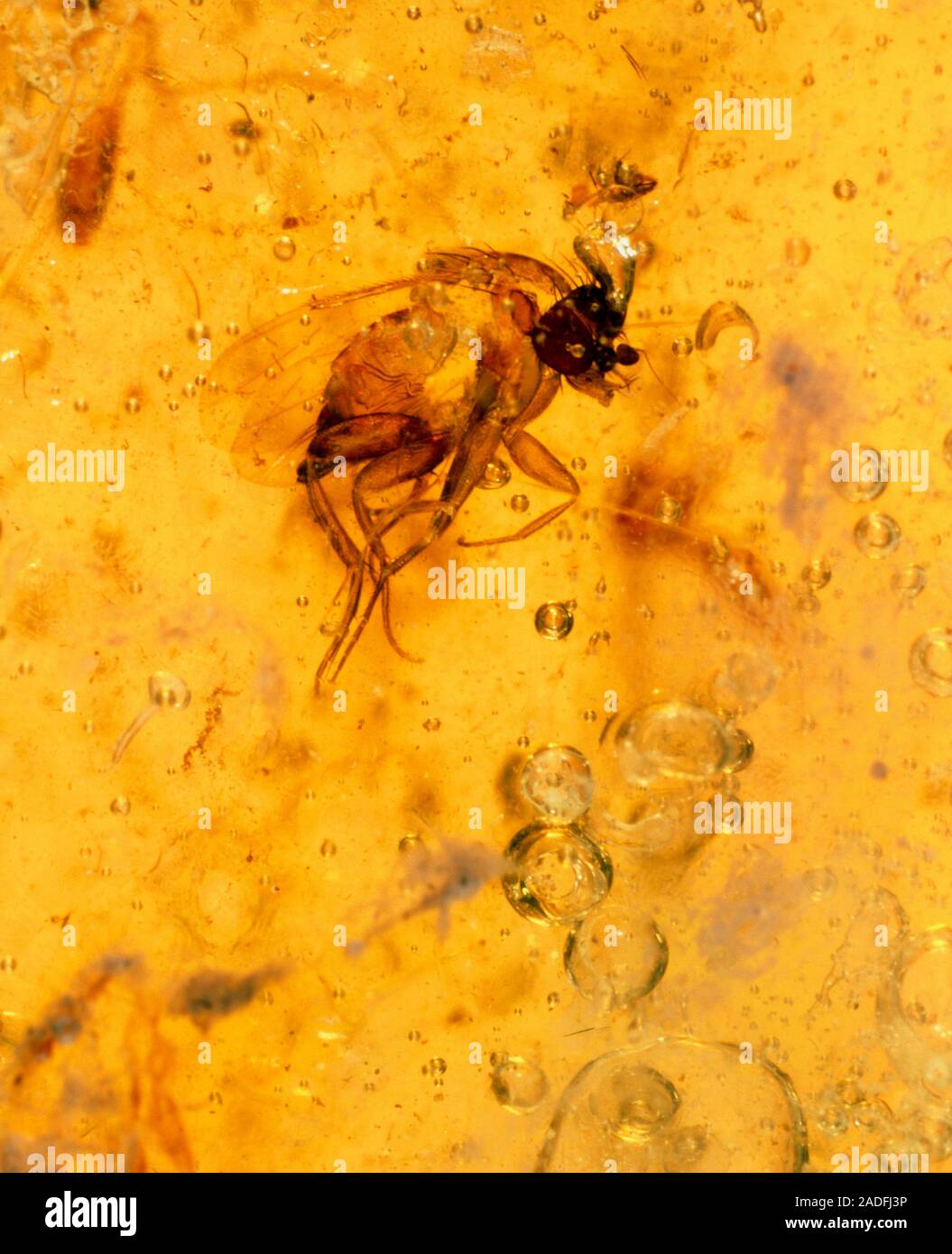Fly in amber. Fossilized fly (Order: Diptera) embedded in amber. Amber ...