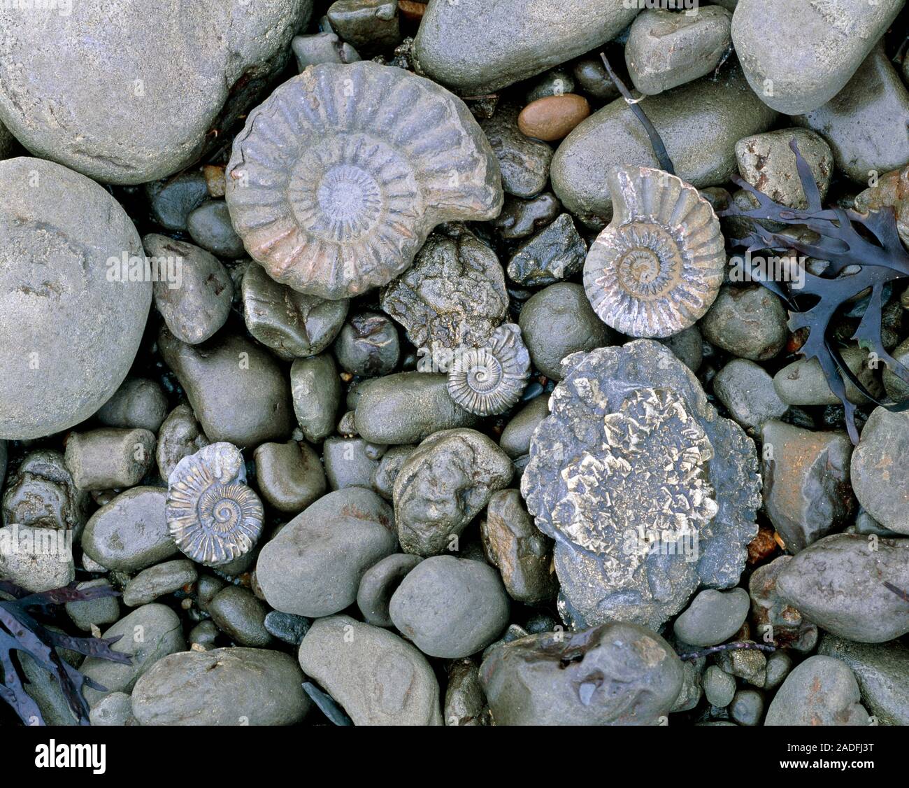 Ammonite fossils. View of four fossil ammonites among pebbles. The ...