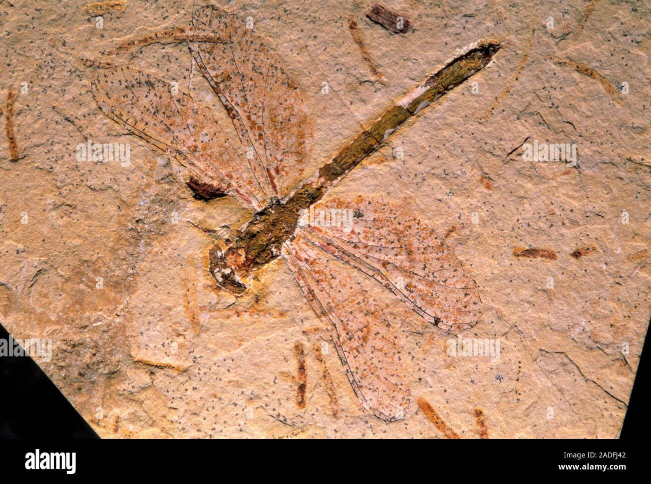 Fossil dragonfly. Fossil of a Procordulagomphus xavieri dragonfly. Its elongated body and four ...