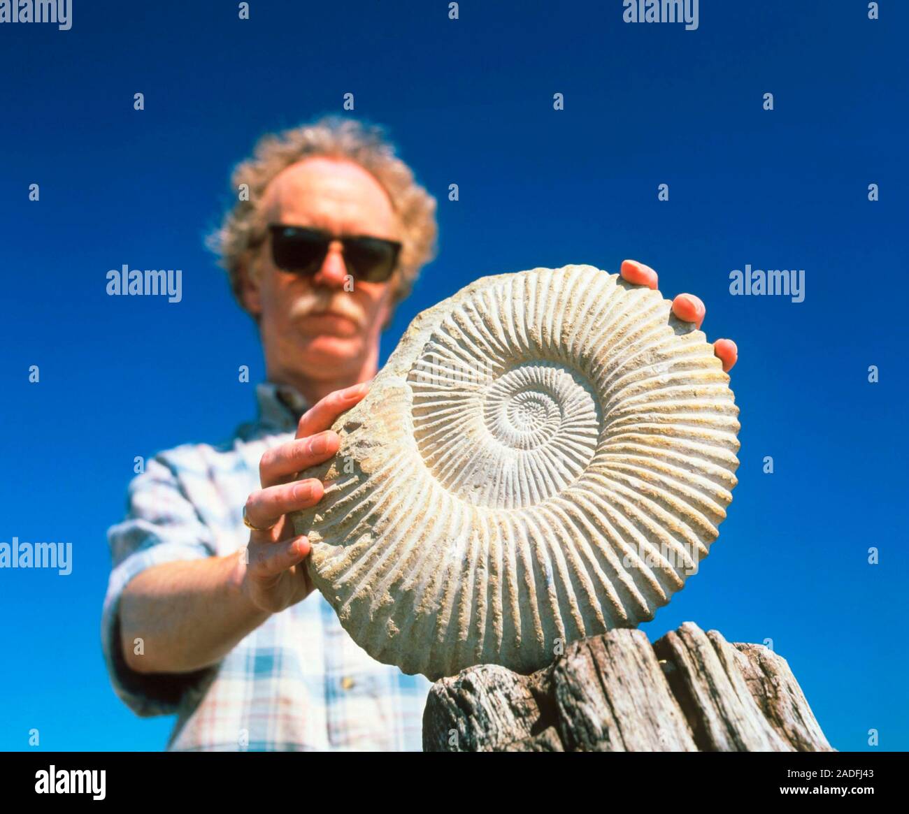 Ammonite. Geologist holding an ammonite fossil. Ammonites are extinct ...