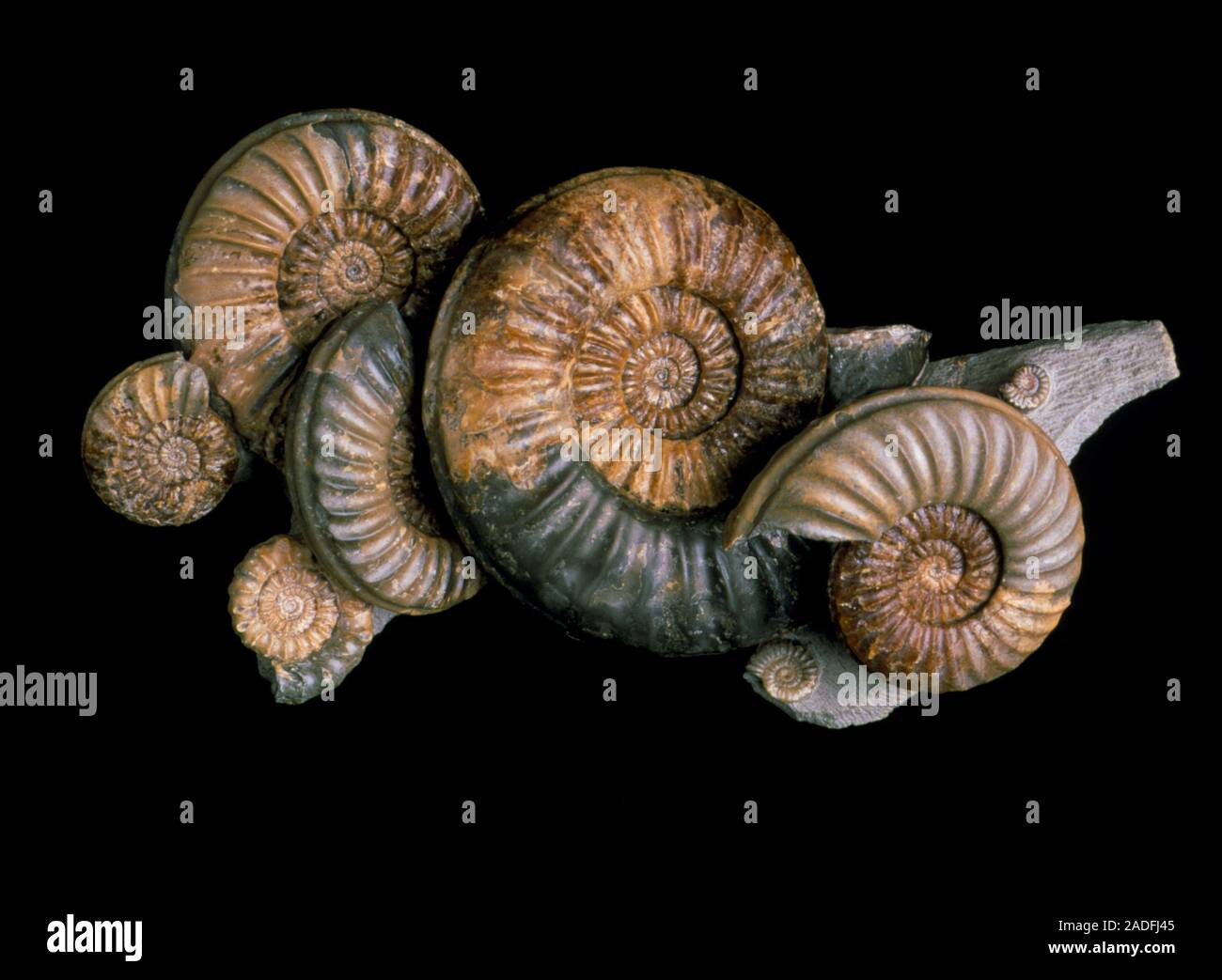 Ammonites. Cluster of small and large ammonites on a piece of rock ...