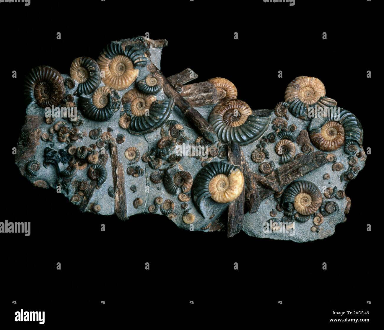 Ammonites. Assortment of small and large ammonites clustered around ...