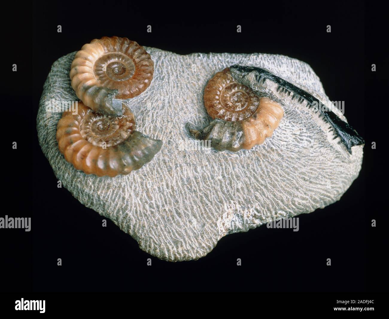 Ammonites. Ammonite fossils (Promicroceras martonense) embedded in rock ...