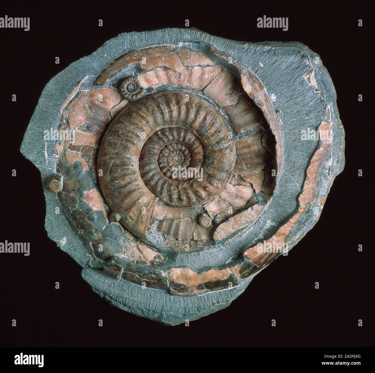 Ammonites. Ammonite fossils embedded in rock. Several small ...